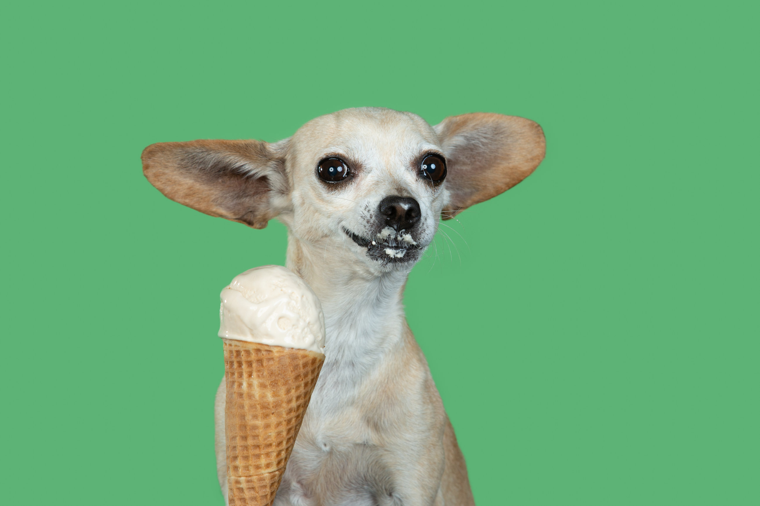 DOGS VS ICE CREAM - Los Angeles Pet Photography of Diana Lundin