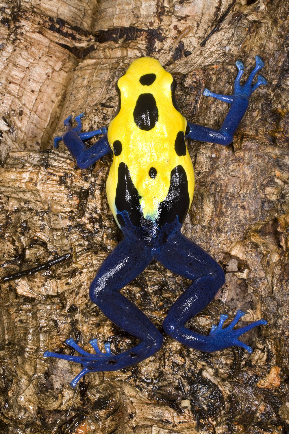 Lovable Frogs - Jim Zuckerman photography & photo tours
