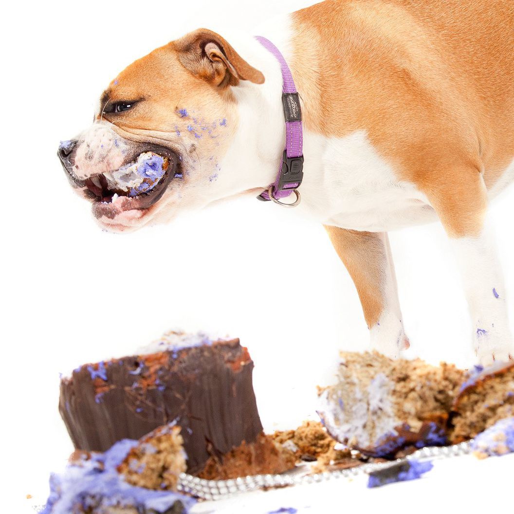 Smash Cake Photoshoot for Dogs Melbourne | Ella + Friends