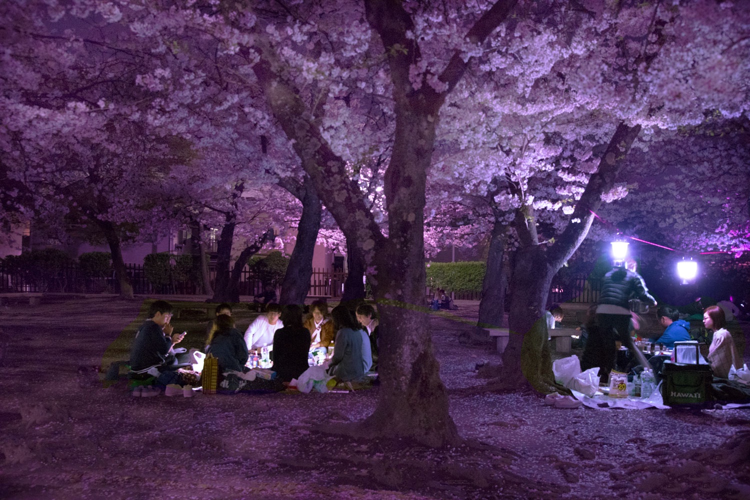 Happy Hanami Tokyo April 2017 - Blain Harasymiw Photography