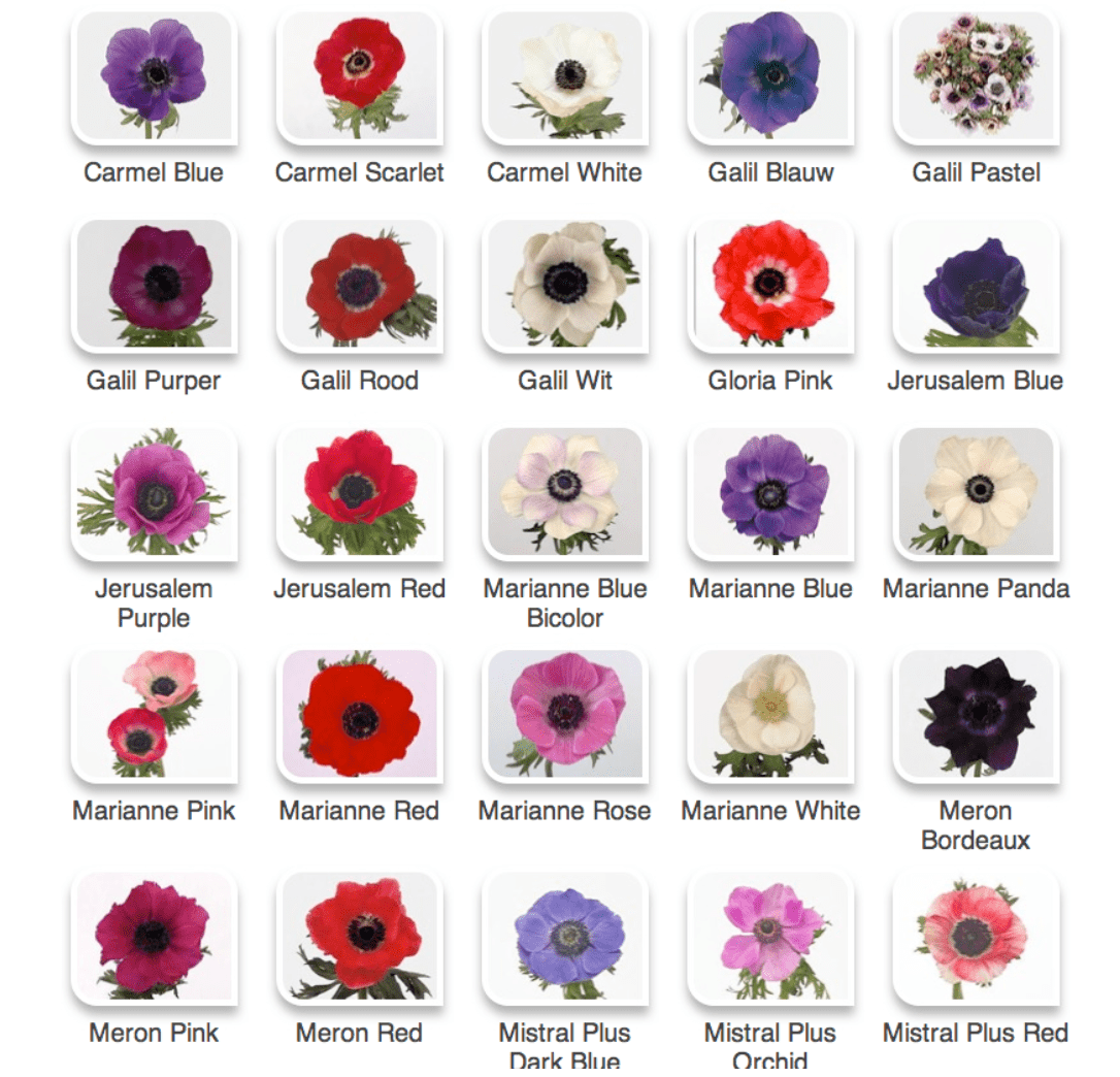 Anemone Bridal Bouquets