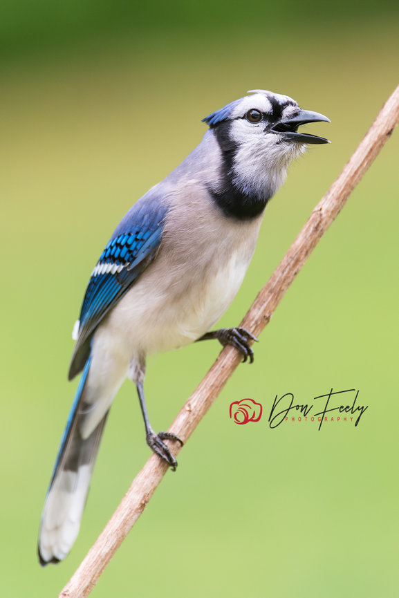 COVID-19 Quarantine Bird Photography - Don Feely Photography