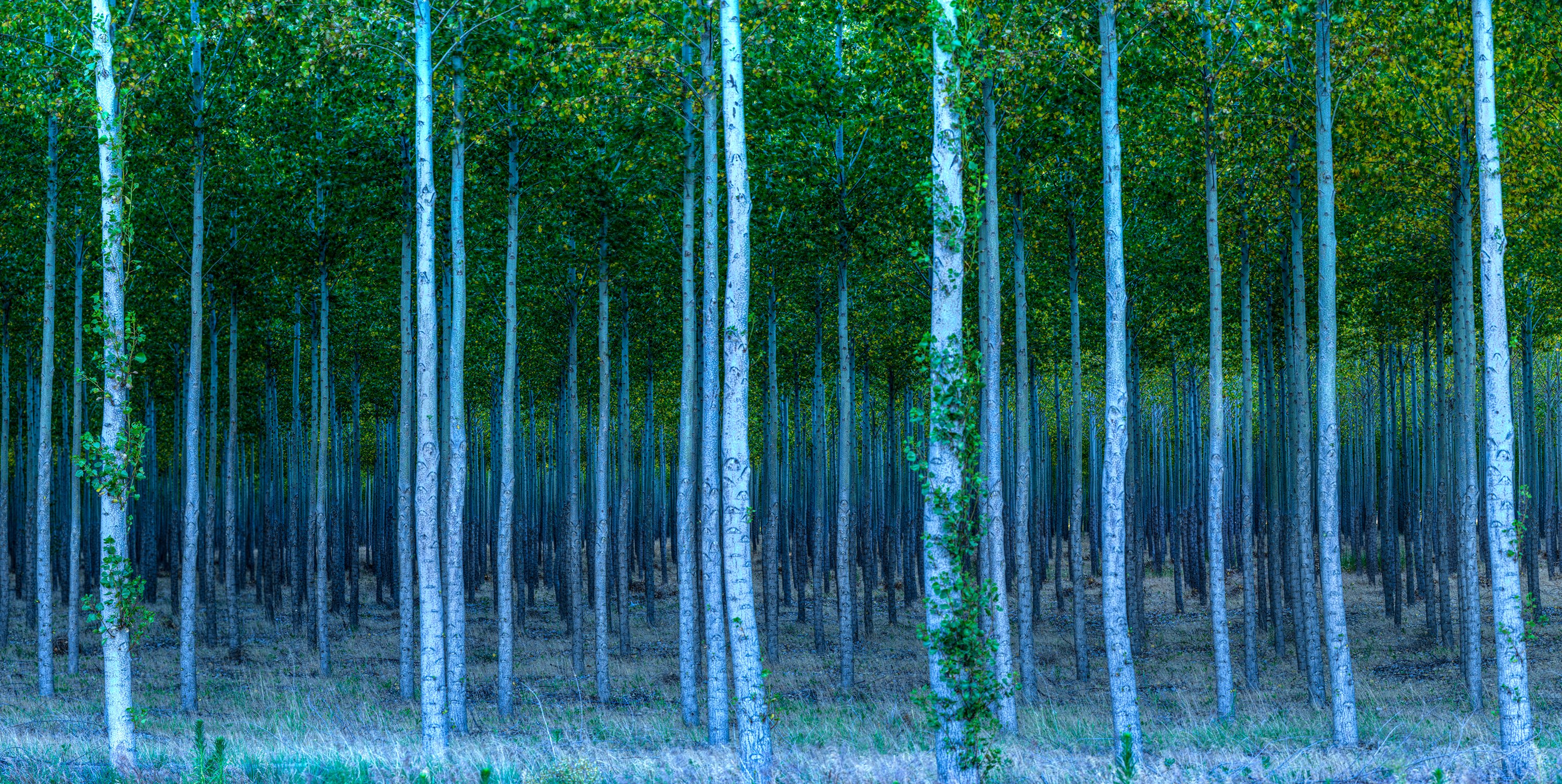 Blue Forest - Kandy Gallery