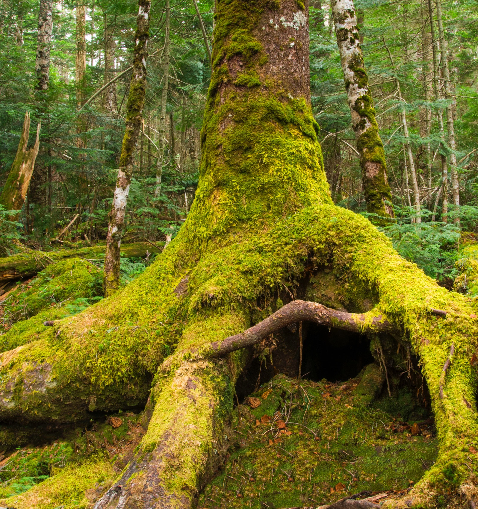 Treescapes Gallery | Blain Harasymiw Photography