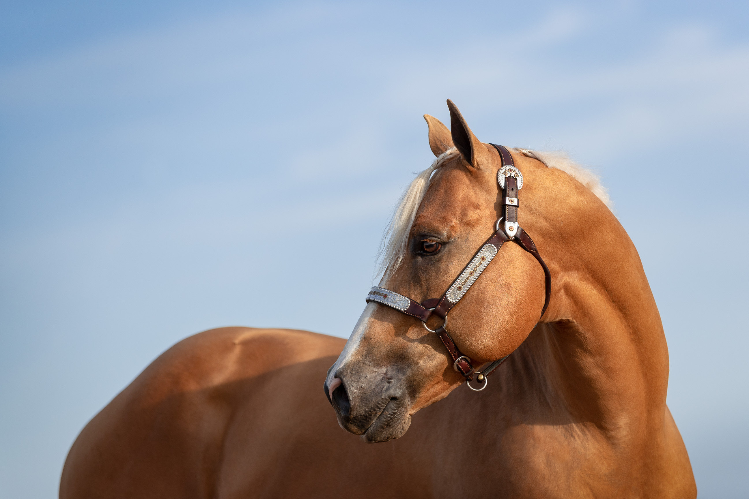 Dallas TX Equine & Equestrian Gallery | Penny Whistle Photography