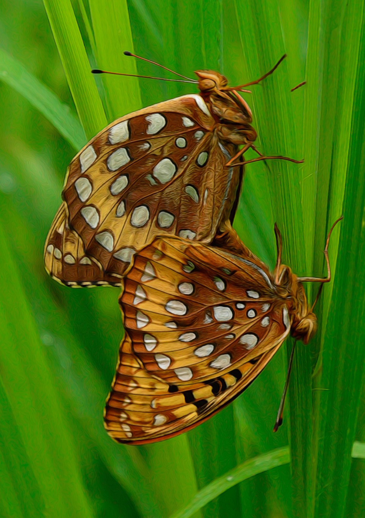 Critters by Mike Moats | Award Winning Macro Photographer | Sterling, MI