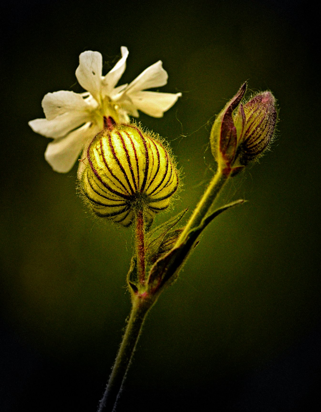 Flowers by Mike Moats | Award Winning Macro Photographer | Sterling, MI
