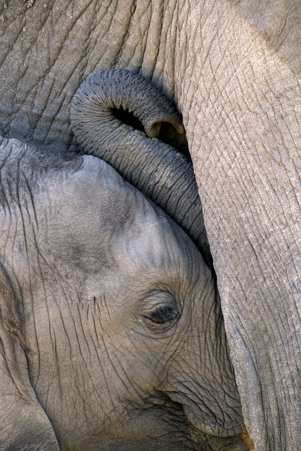 Nursing baby elephant - Jim Zuckerman photography & photo tours