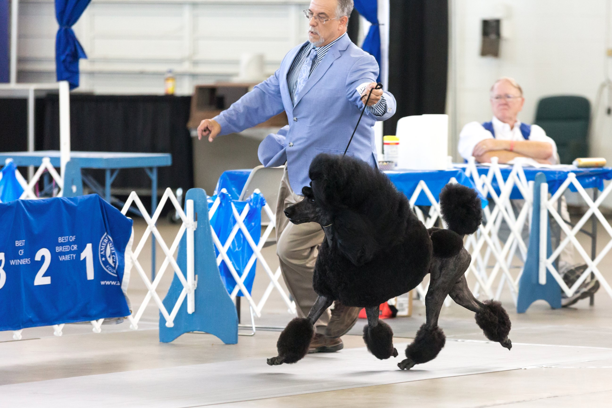 Dog Show Ringside Movement Pictures - Mandy Smithers Photography