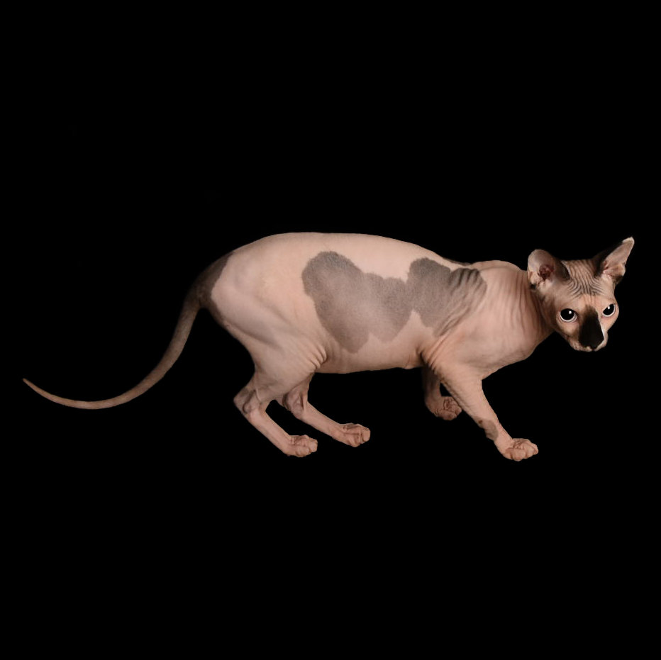 NEIMA - The Purr Without the Fur