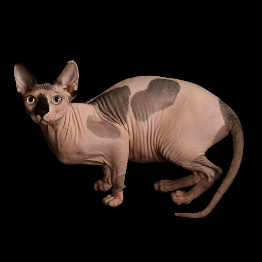 NEIMA - The Purr Without the Fur