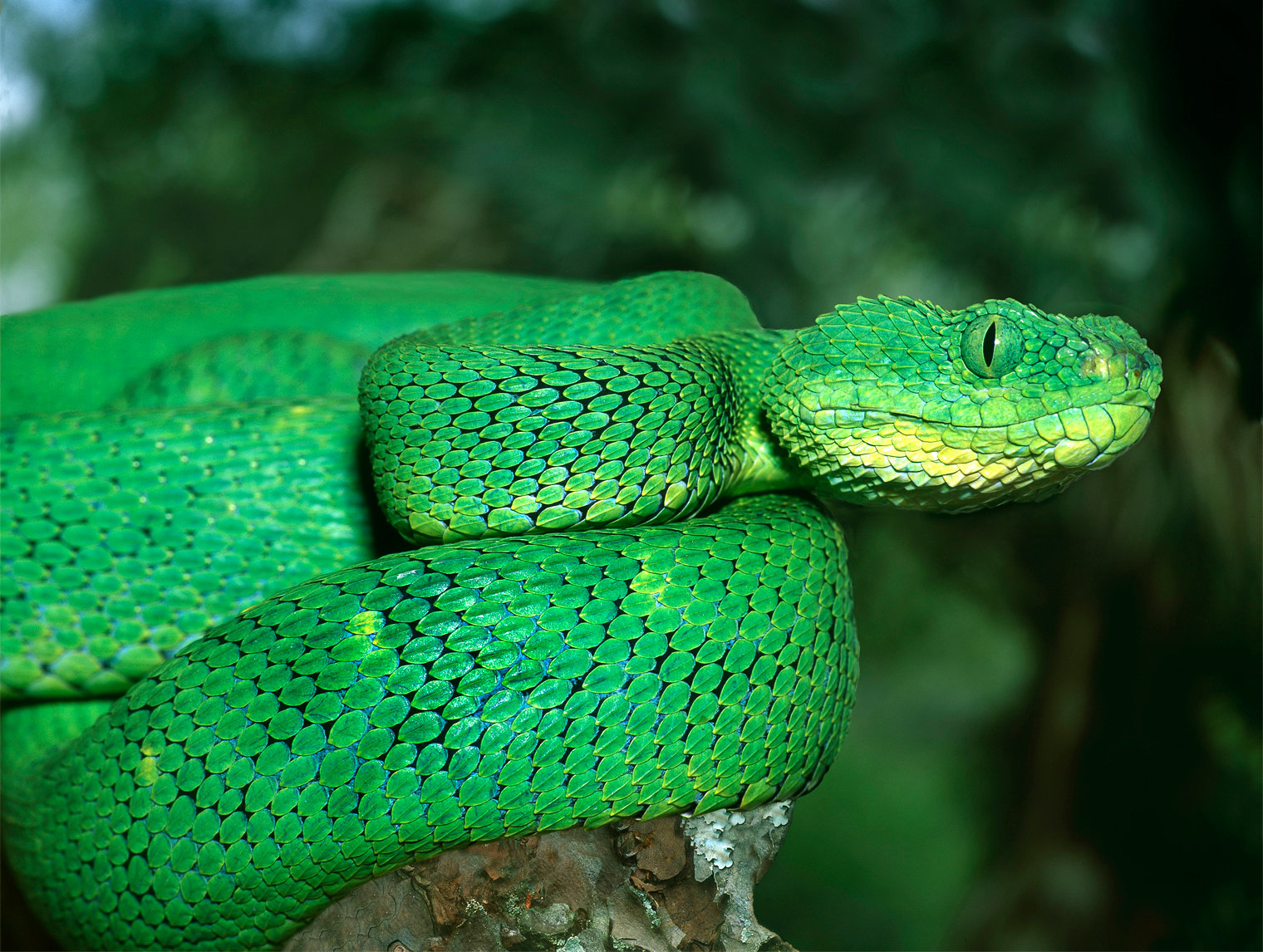 Venomous snakes - Jim Zuckerman photography & photo tours