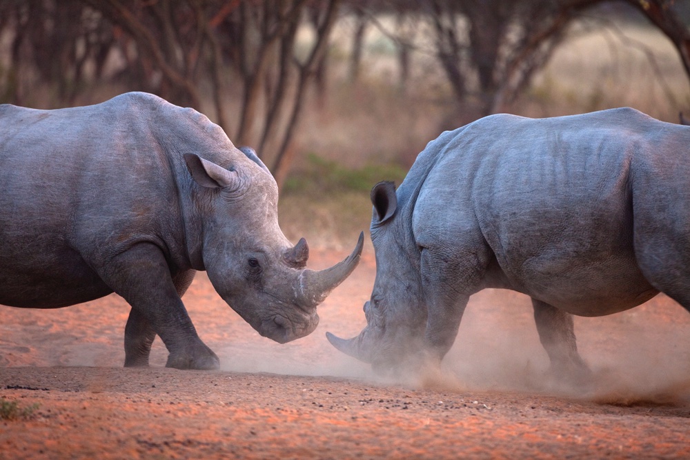 Two white rhinos - Jim Zuckerman photography & photo tours