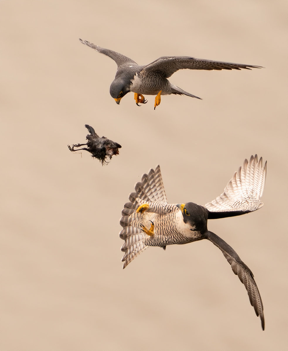 Falcons, Ducks, and More! - Whistling Wings Photography