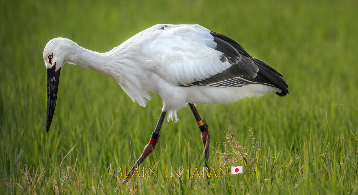 Oriental Stork Revival - Japan Photo Tour - Blain Harasymiw Photography