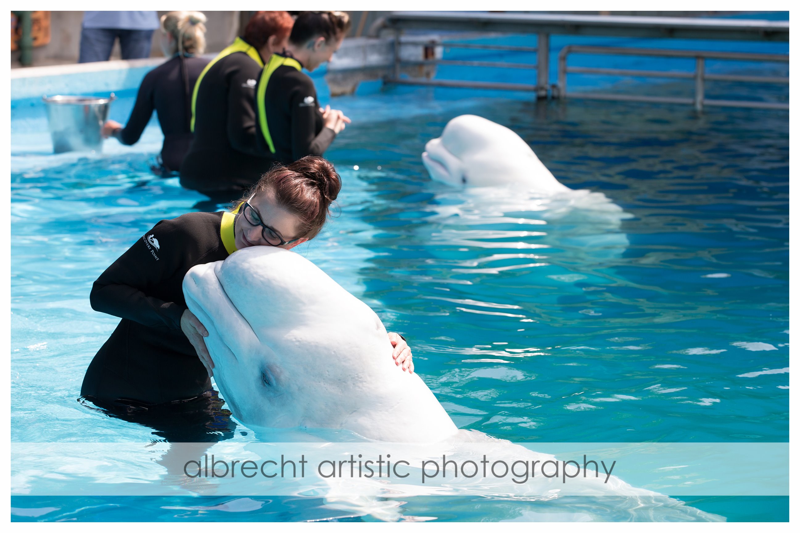 My day with beluga whales - Albrecht Artistic Photography