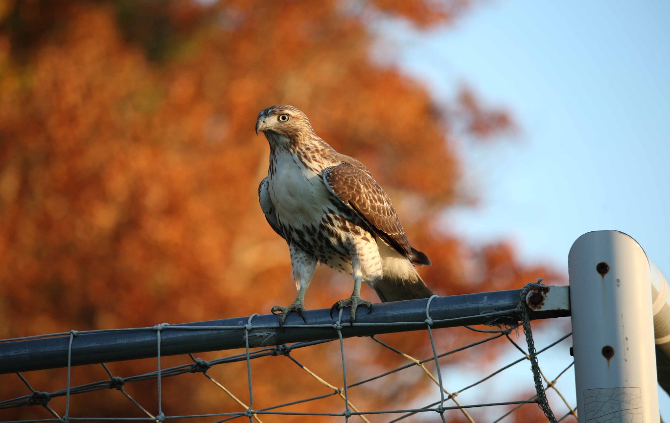 Animals - photos by paige