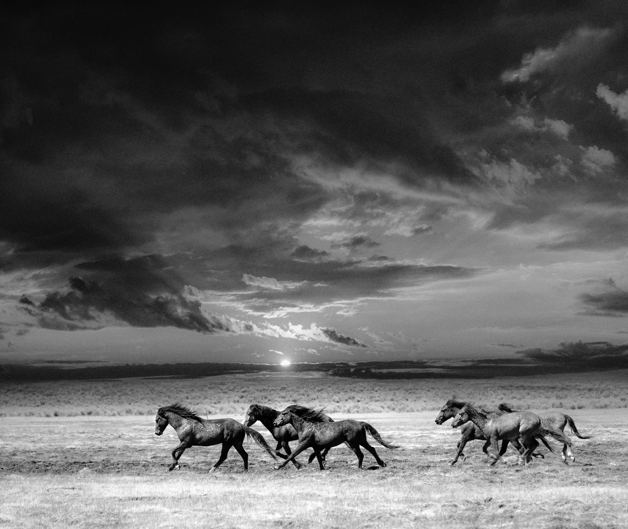 Wild Mustangs - shane russeck photo
