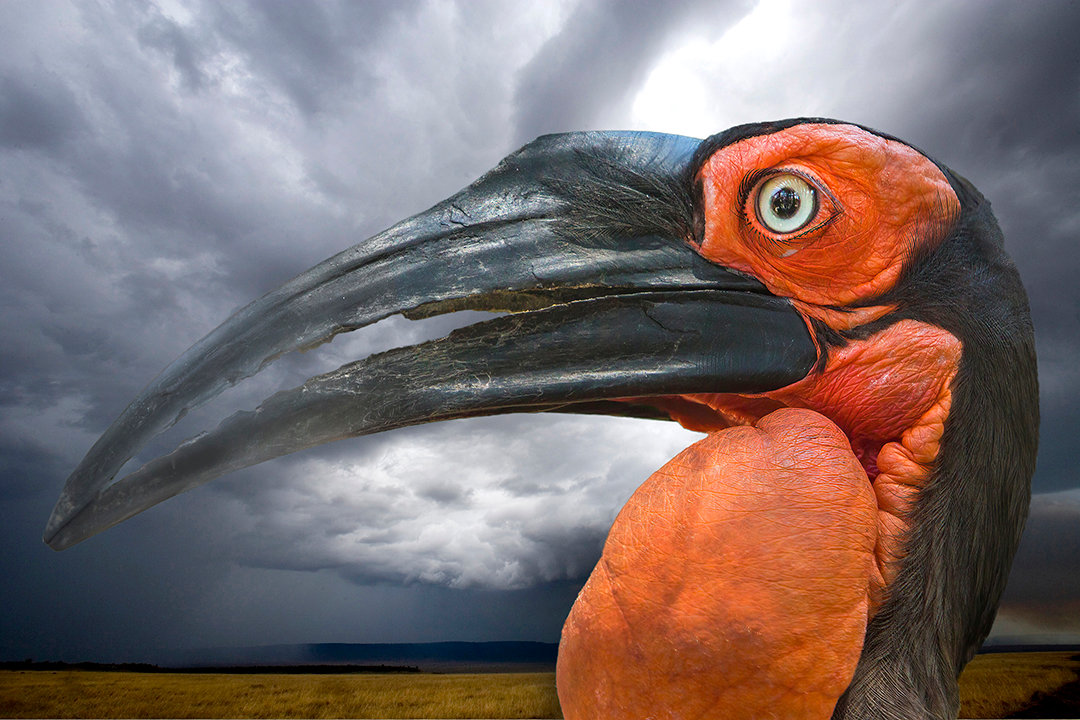 Birds - Jim Zuckerman photography & photo tours
