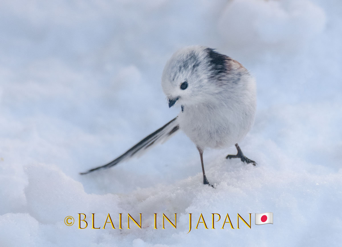 Shima Enaga Birding in Hokkaido and Camera Setting in Snow - Blain ...