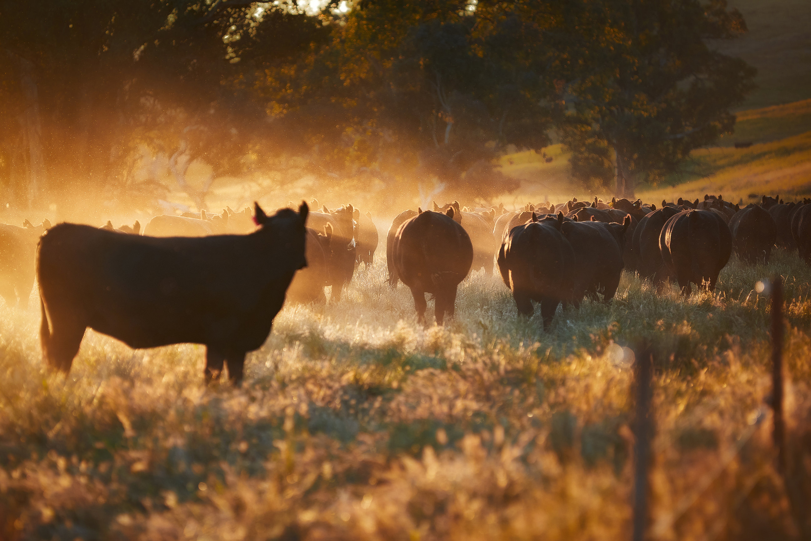 Mansfield Farm Project - Online Photography Exhibition