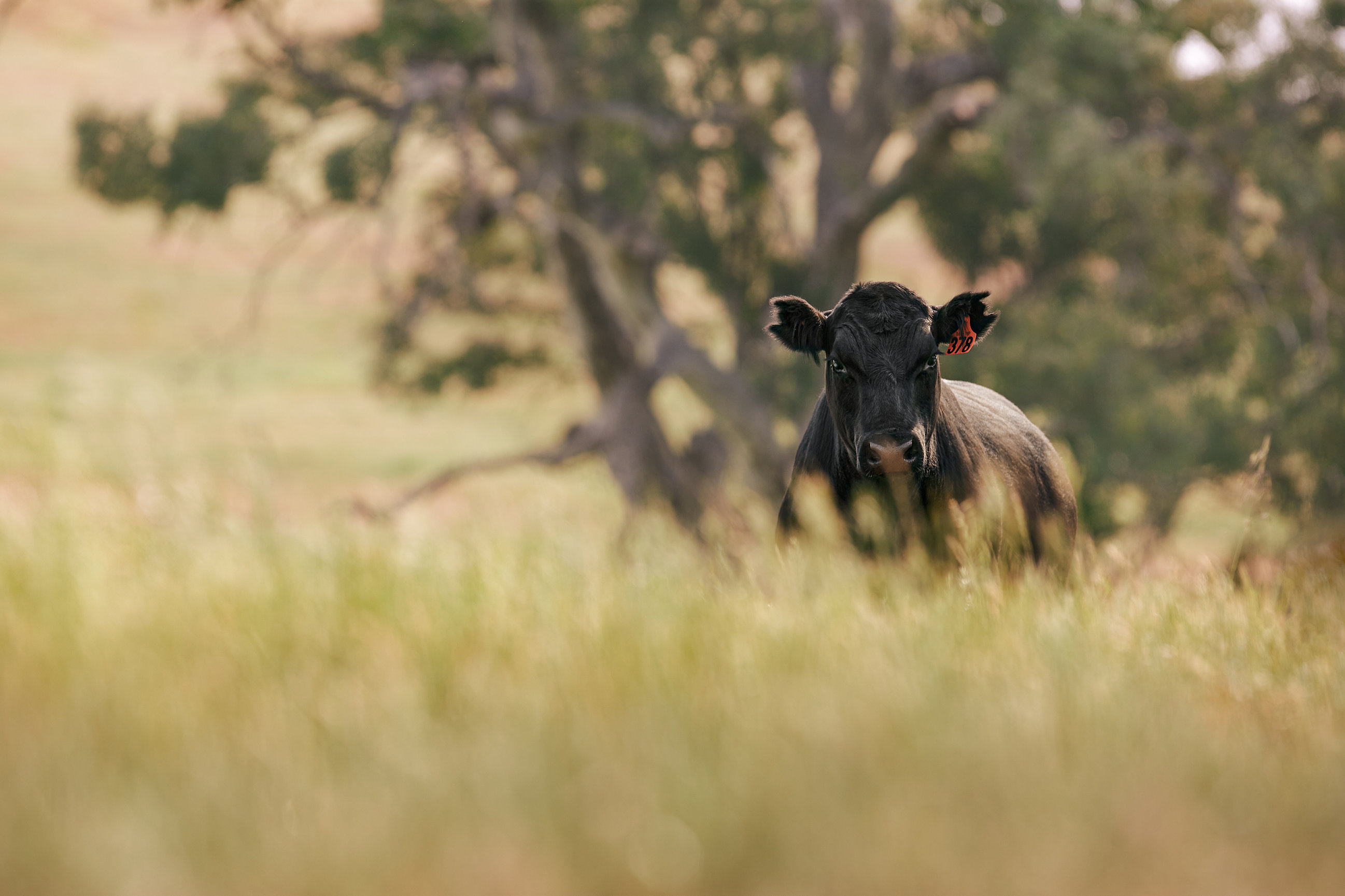Mansfield Farm Project - Online Photography Exhibition