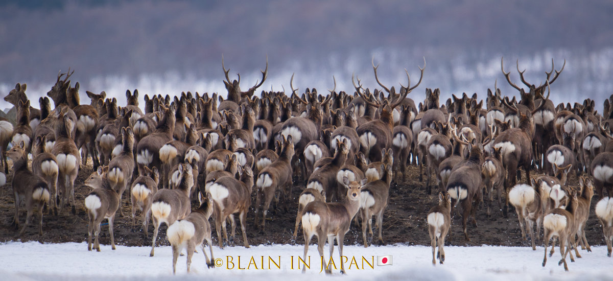 Japan’s Cultural and Wild Frontiers - Japan Photo Workshops - JAPAN ...
