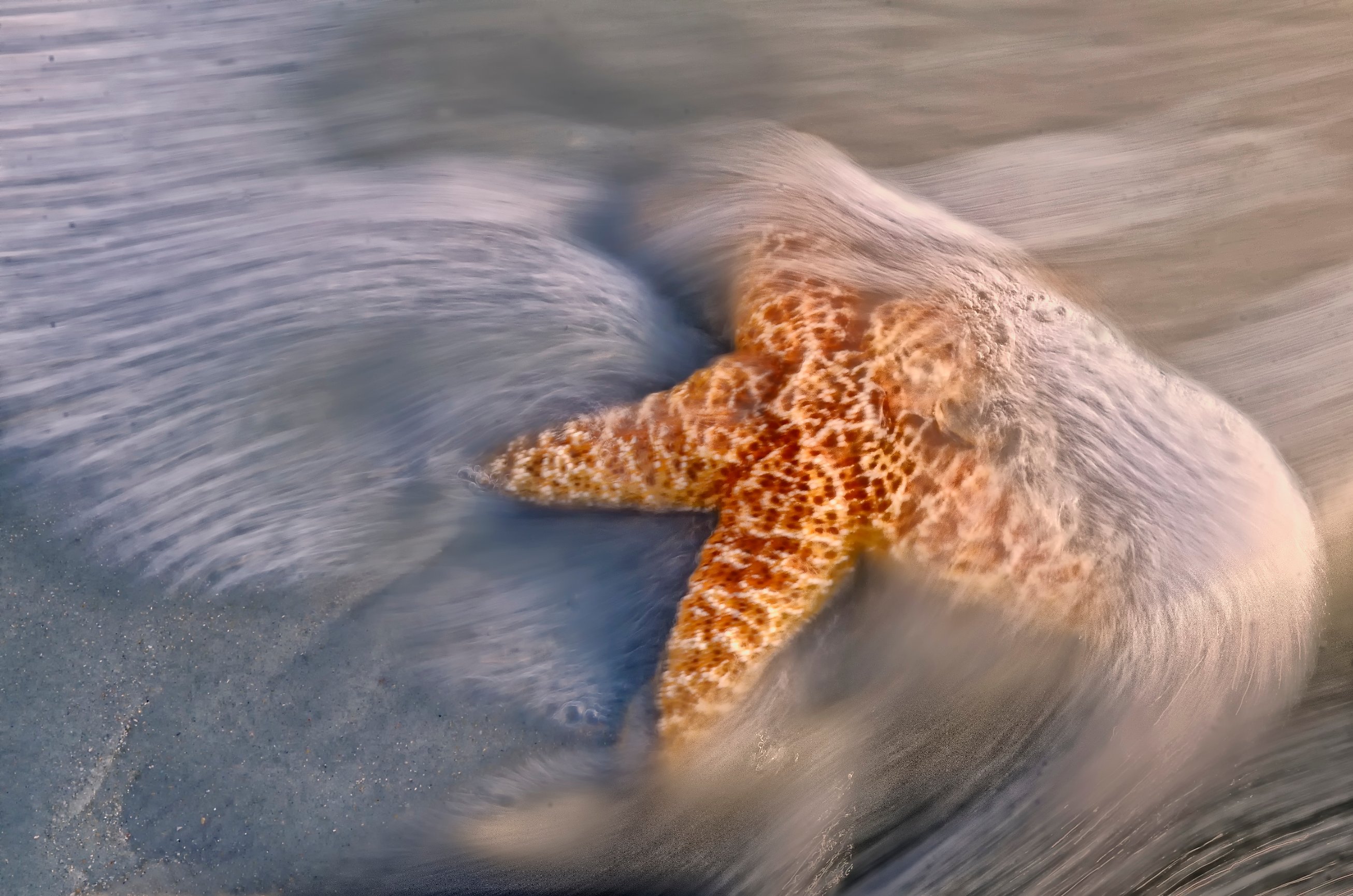 Critters by Mike Moats | Award Winning Macro Photographer | Sterling, MI