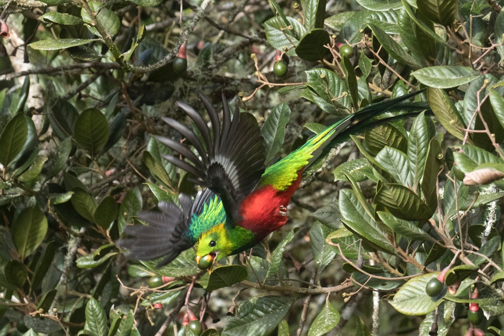 The resplendent quetzal - Jim Zuckerman photography & photo tours