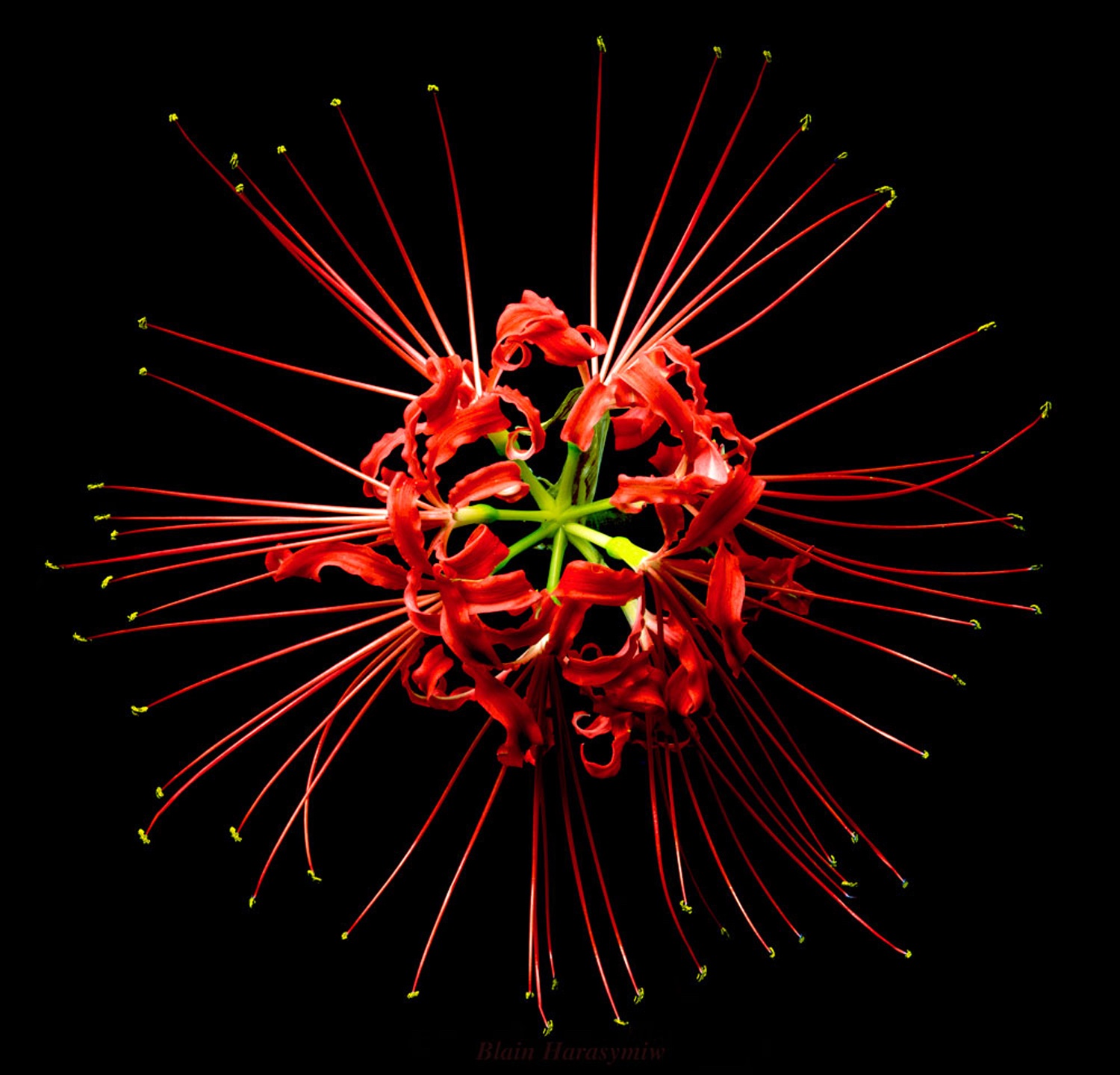 O Higan The Equinoctial Week In Japan - Blain Harasymiw Photography