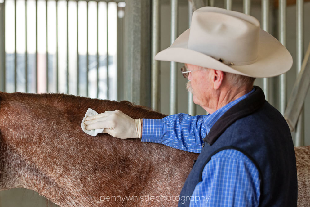 Commercial Animal Photography For Your North Texas Business - Penny ...