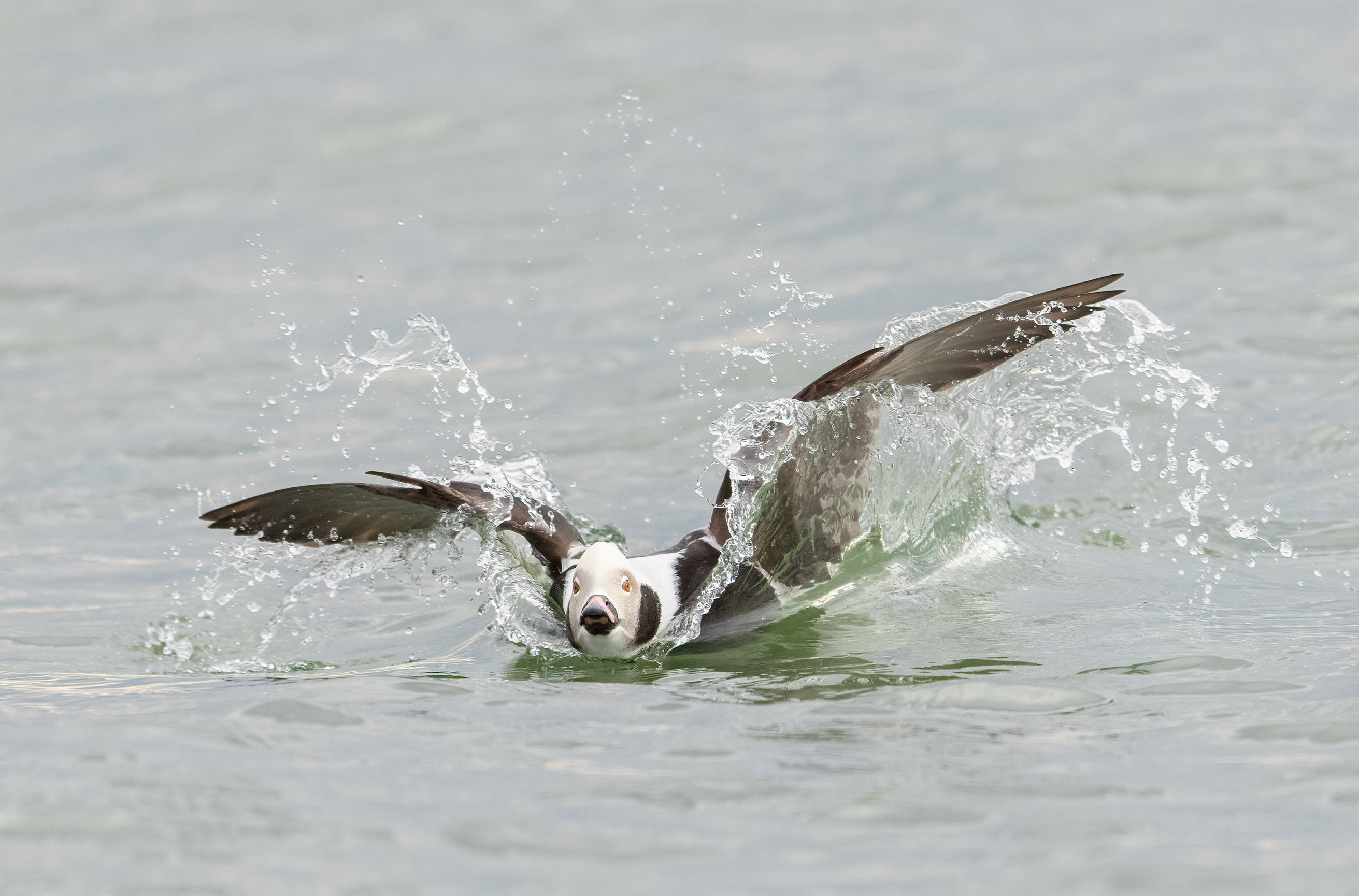 Falcons, Ducks, and More! - Whistling Wings Photography