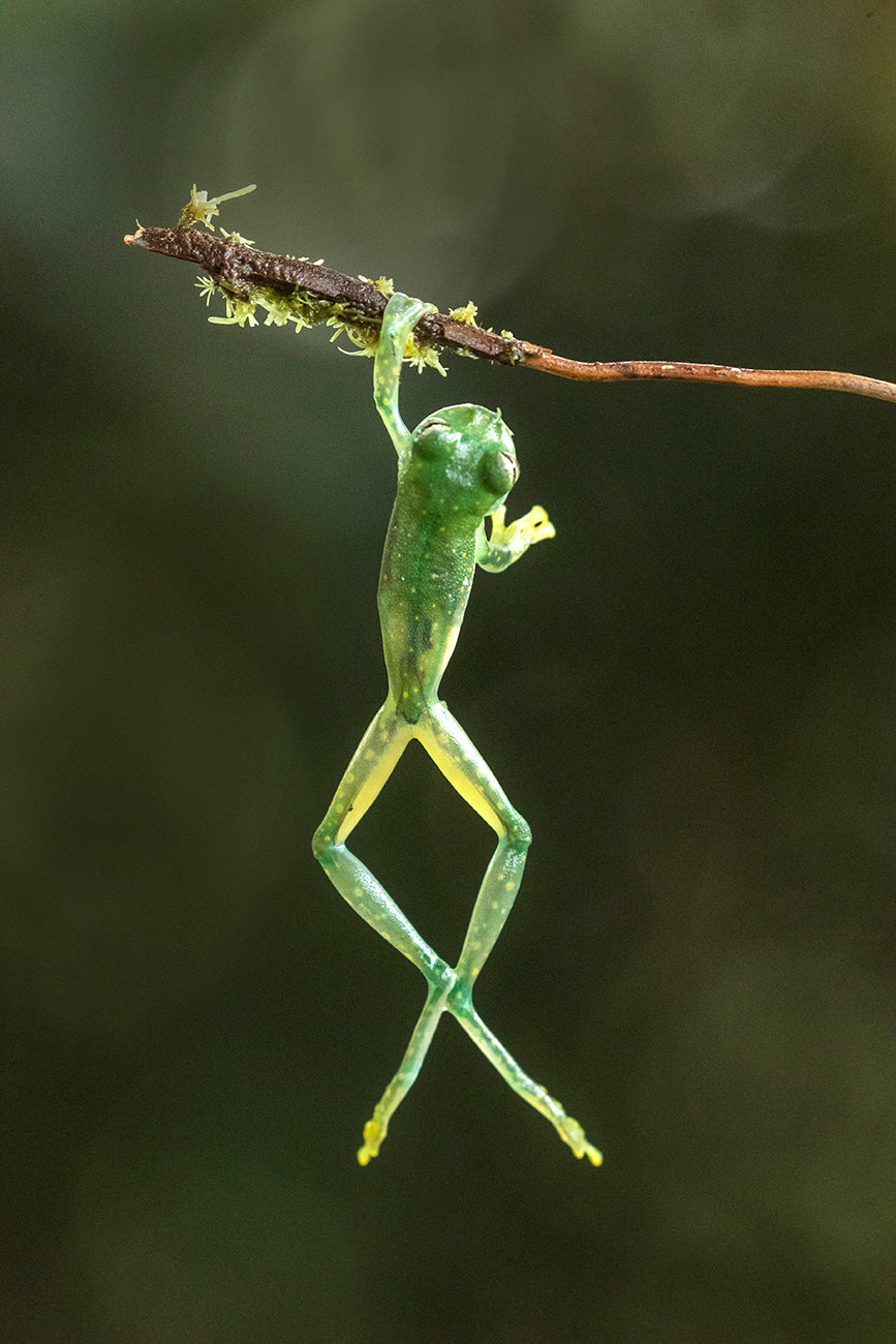 Costa Rican Glass Frog Jim Zuckerman Photography And Photo Tours