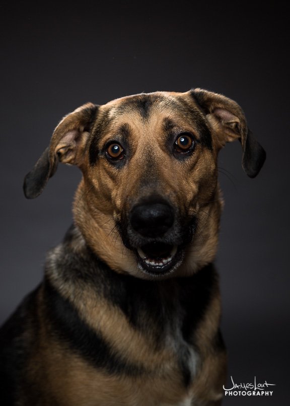 Photographing the Roice-Hurst Humane Society - Colorado and Destination ...