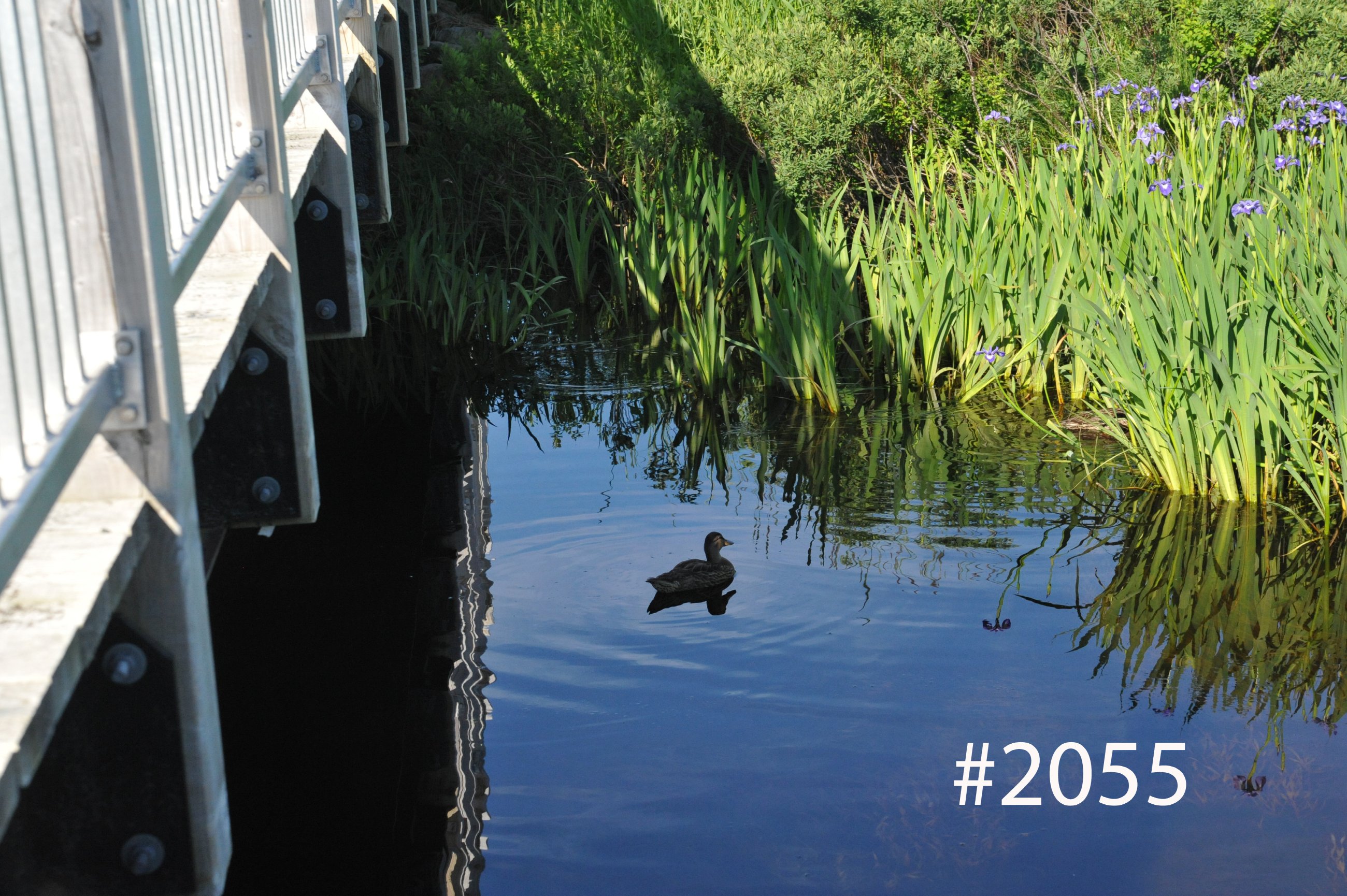 Bidgoods Park Scenes - Power Photography