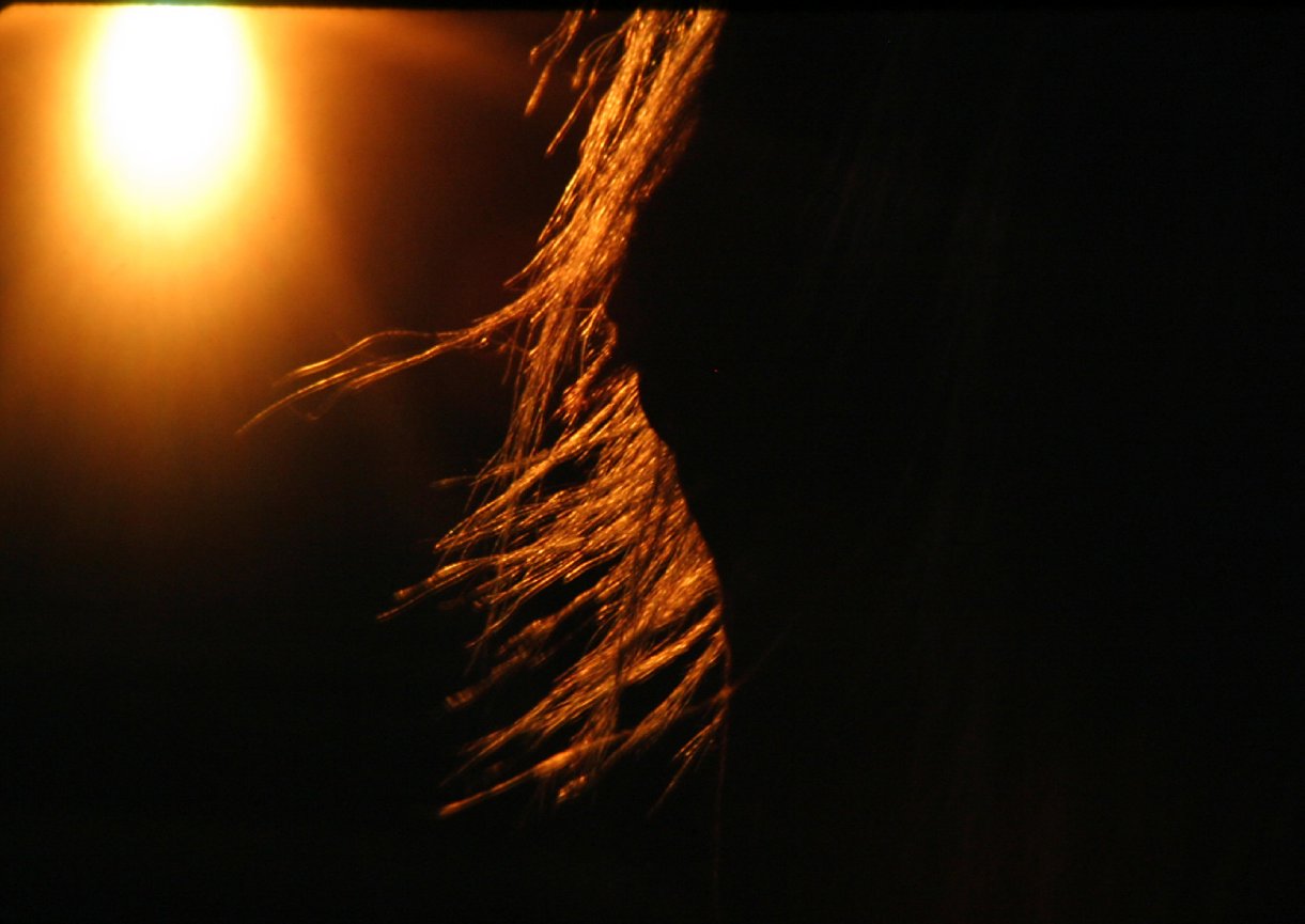 The Art of Seeing Light - Scott Trees Photography