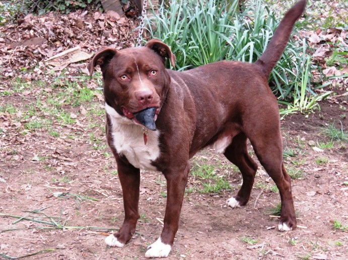 Our Kennel Kru Dogs - Break the Chain Kennel Kru