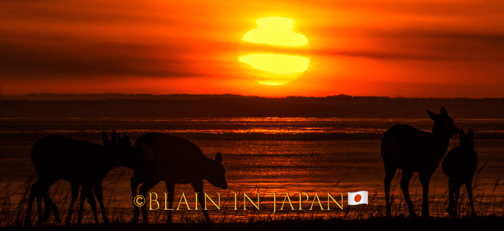 Largest Herd of Ezo Sika Deer Ever Photographed on Our Planet! - JAPAN ...