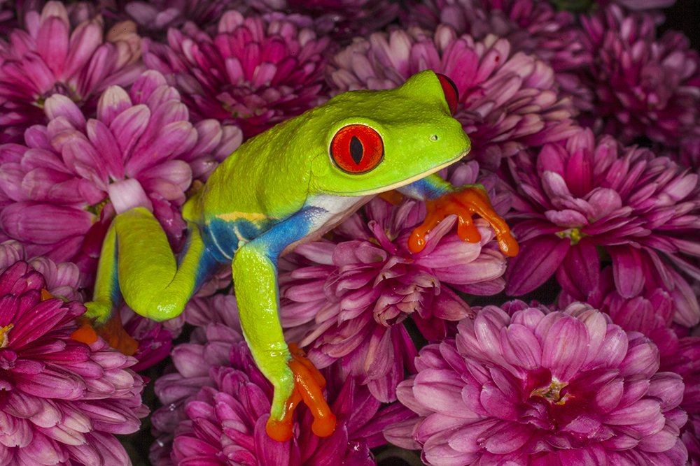Lovable Frogs - Jim Zuckerman photography & photo tours