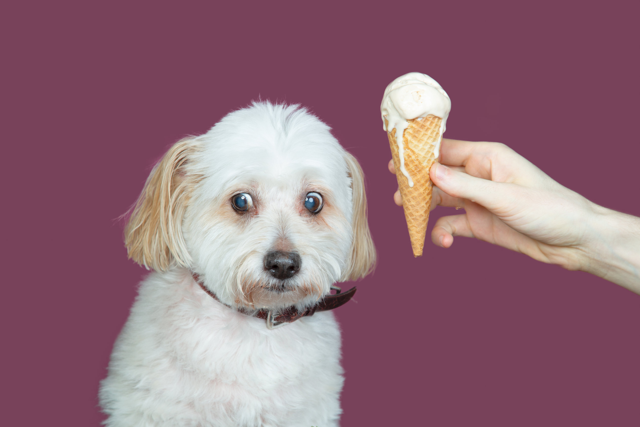 DOGS VS ICE CREAM - Los Angeles Pet Photography of Diana Lundin