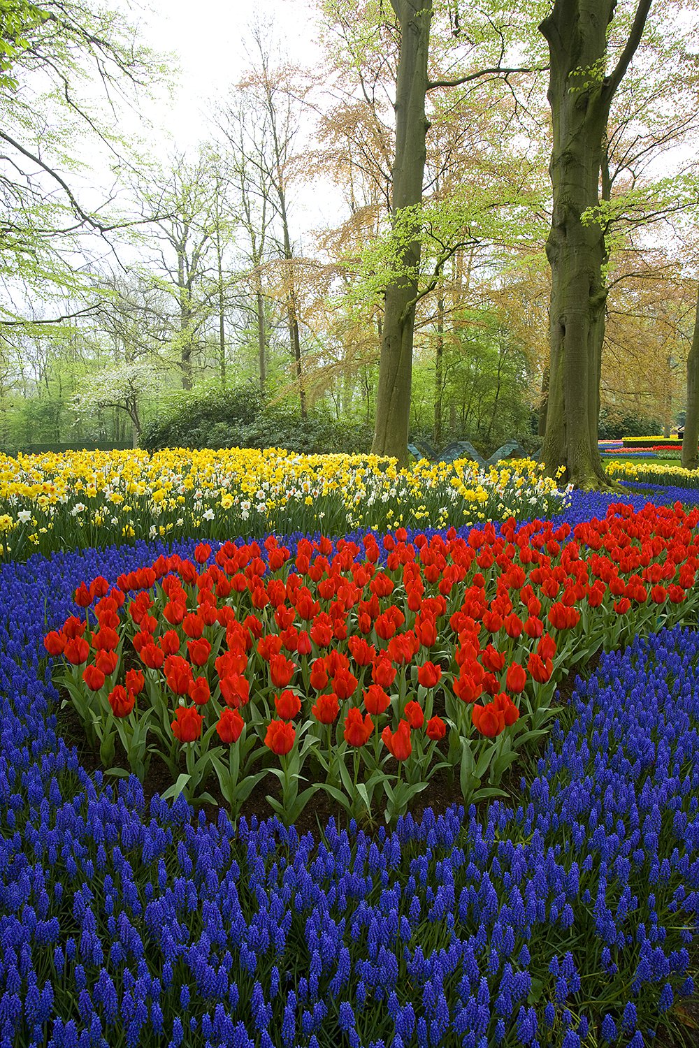 Keukenhof Gardens - Jim Zuckerman photography & photo tours