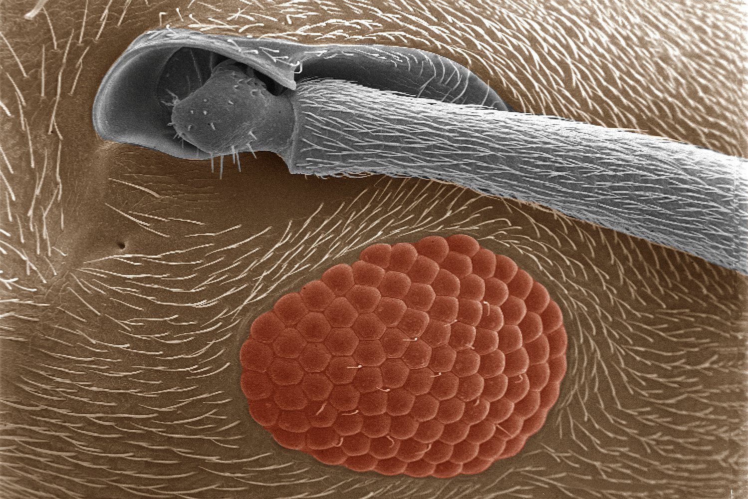 Scanning Electron Microscope - Jim Zuckerman photography & photo tours