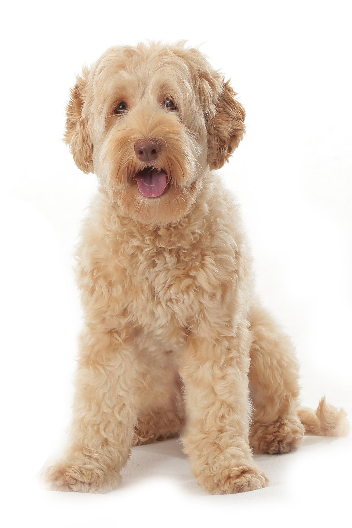 Upcoming Litters | Heritage Manor Labradoodles | Ohio Labradoodle