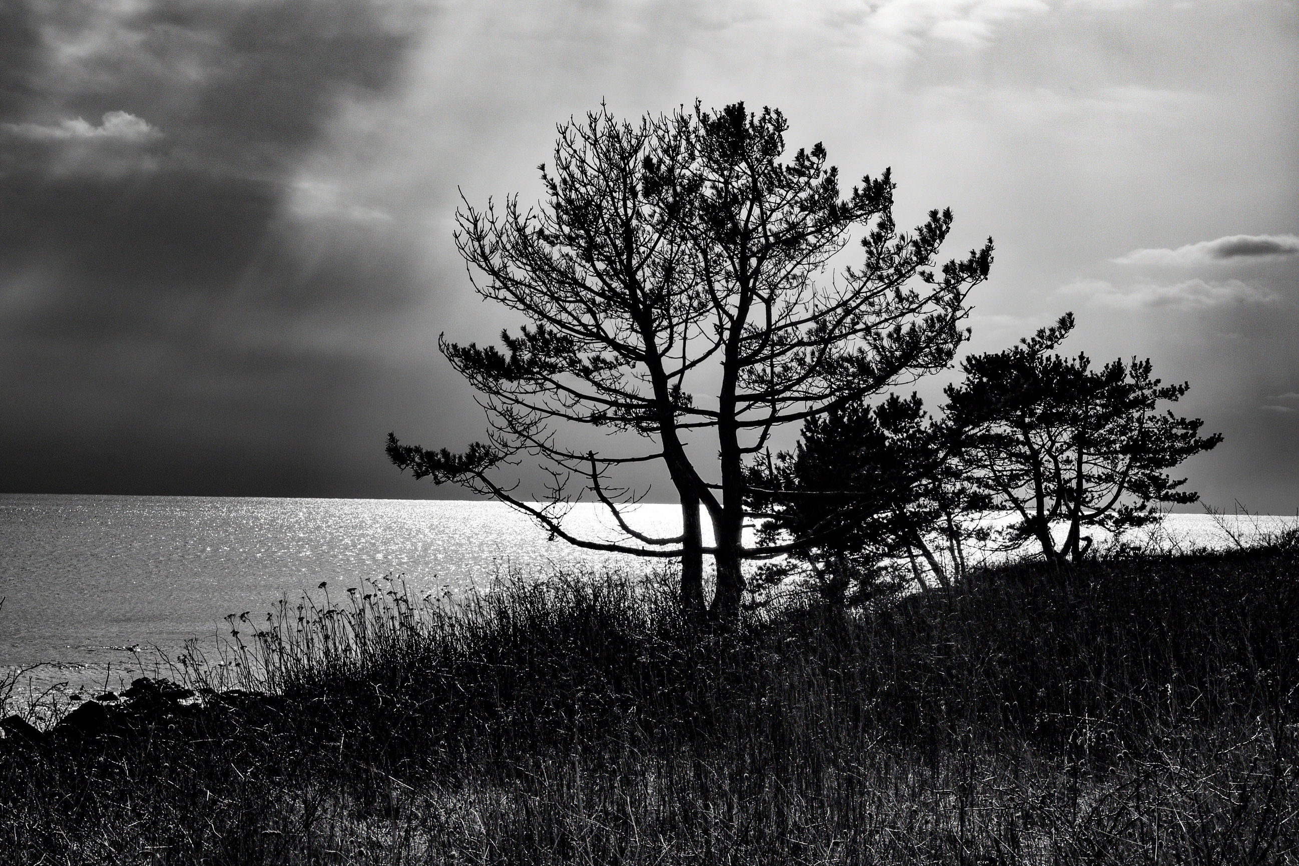 SACHUEST POINT - Michael M Luzzi
