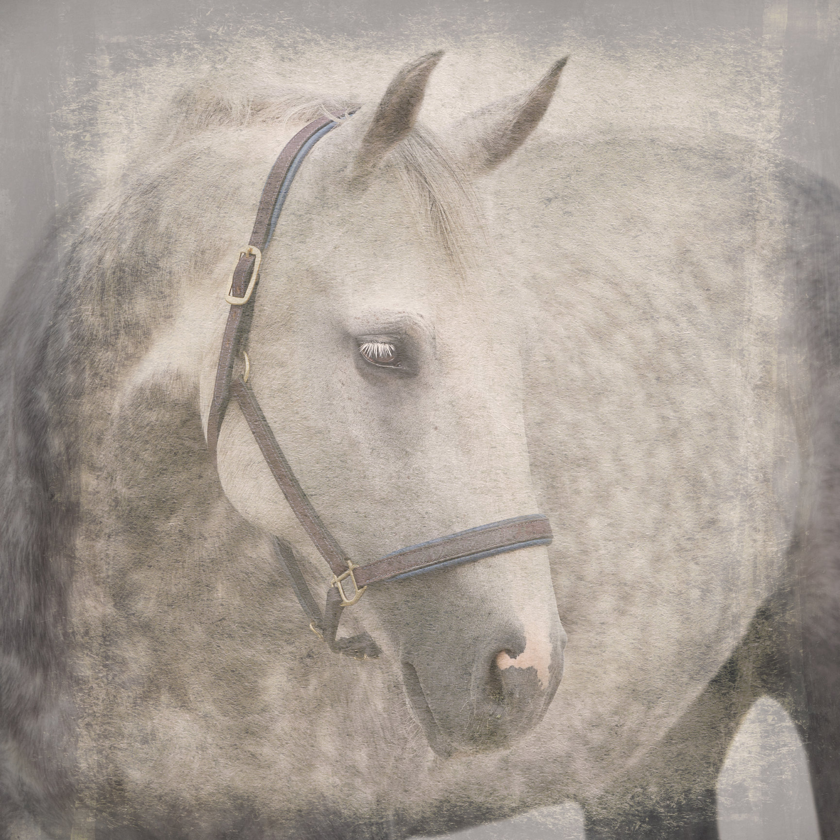 EQUINE - Inside The Apple Photography