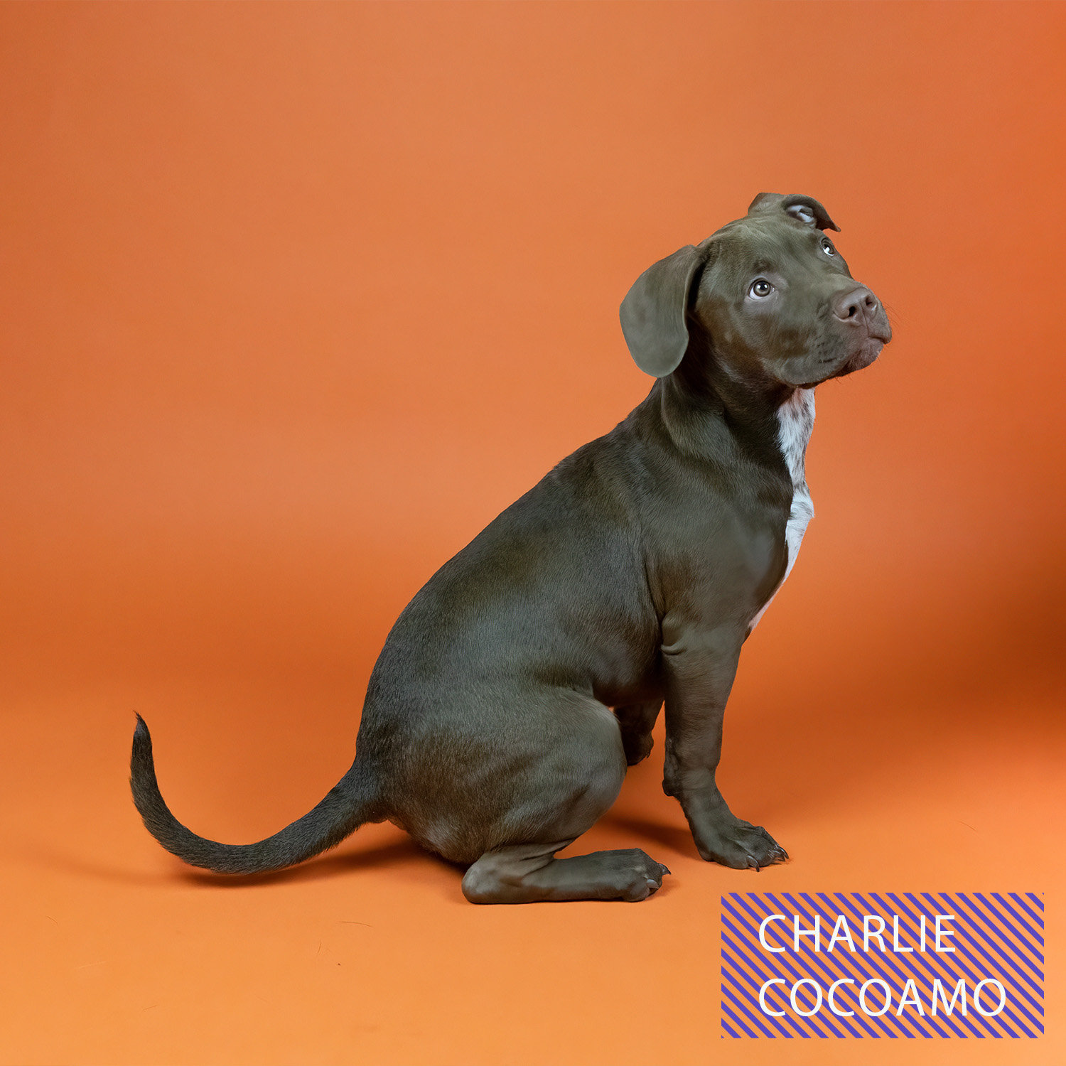 2023 POOCH RESULTS - Heidi Matson Photography