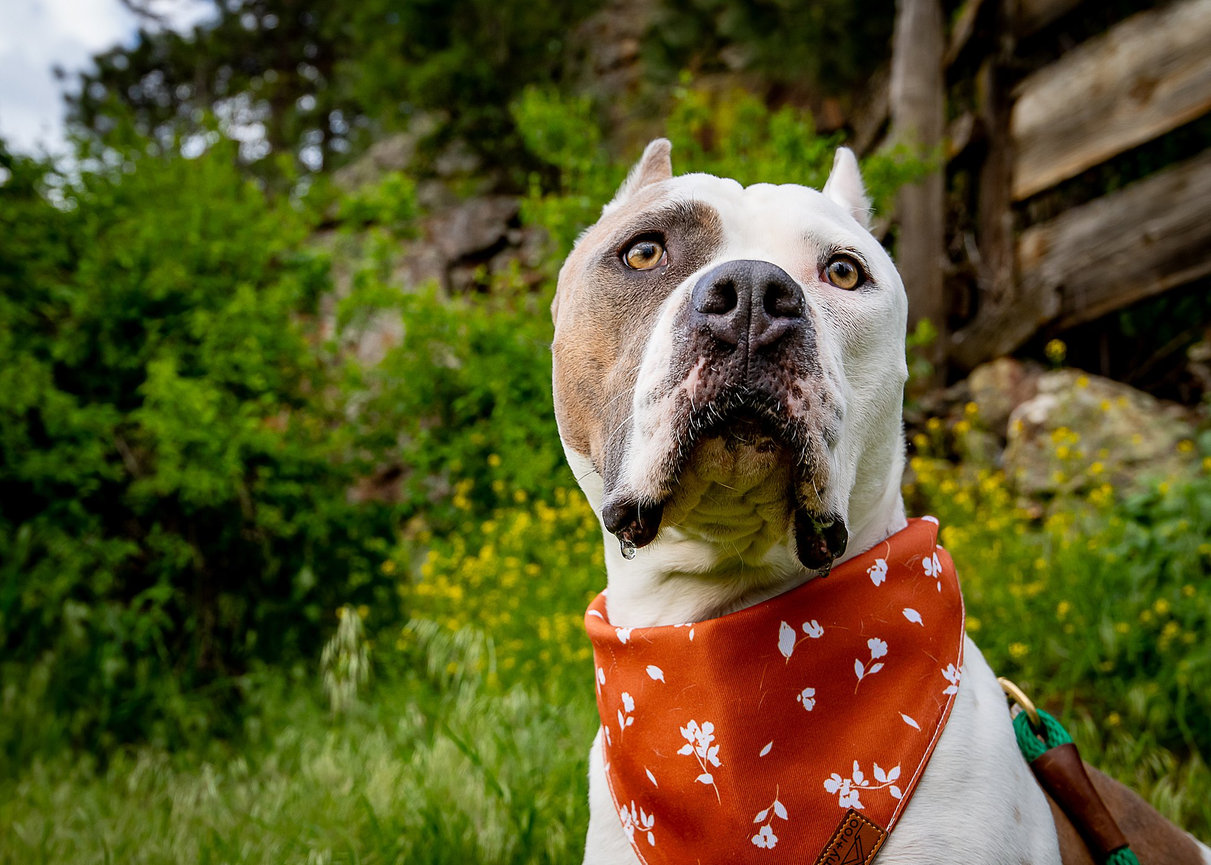 Reactive Dogs - Furever Photography