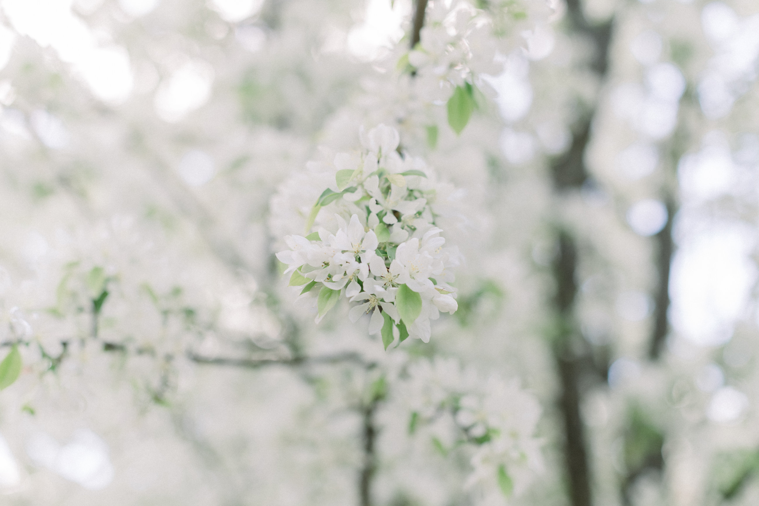The Best Time for Spring Photos in Minneapolis