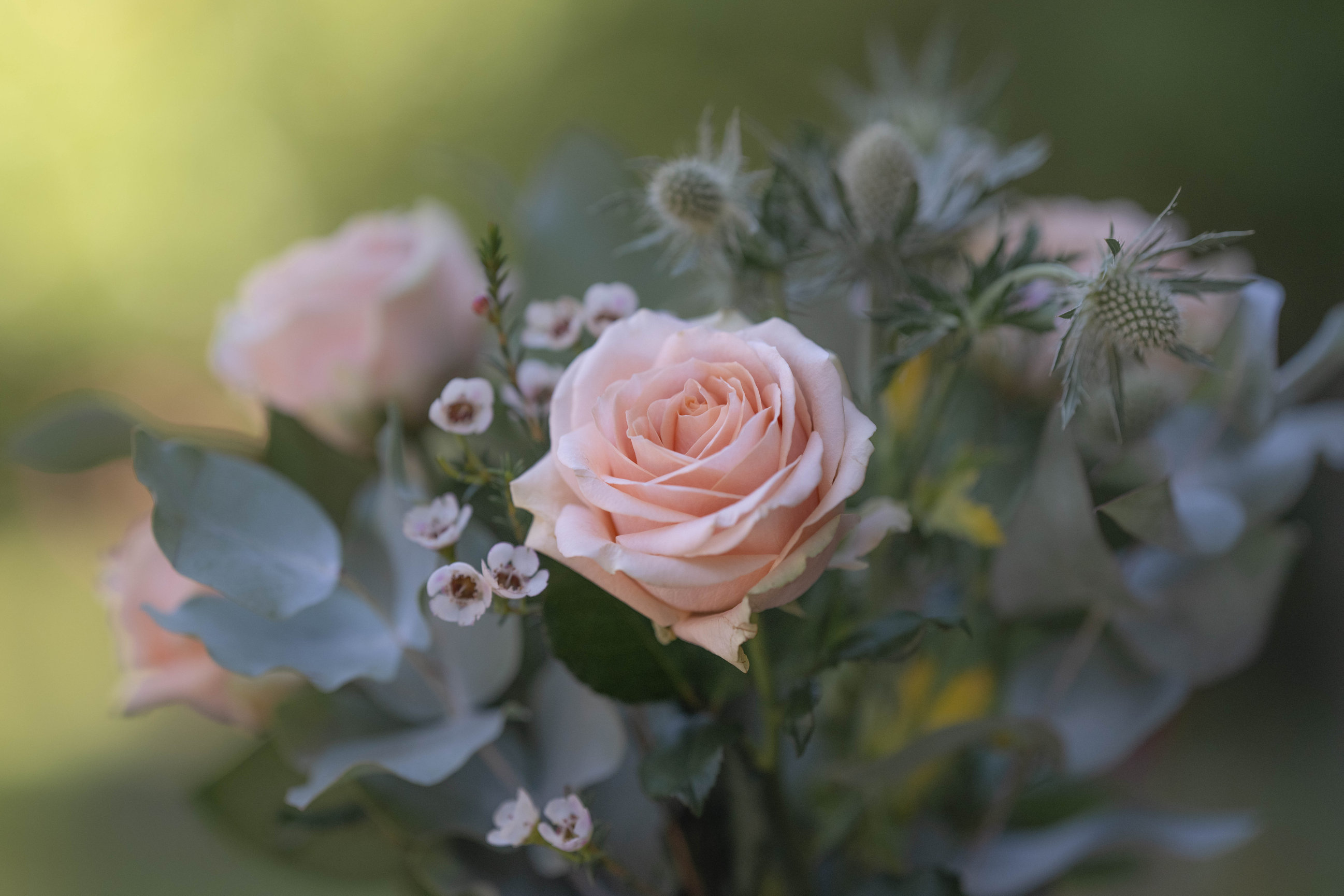 HOME | Susan Phelps Fine Art Flower PHOTOGRAPHY | WOKINGHAM