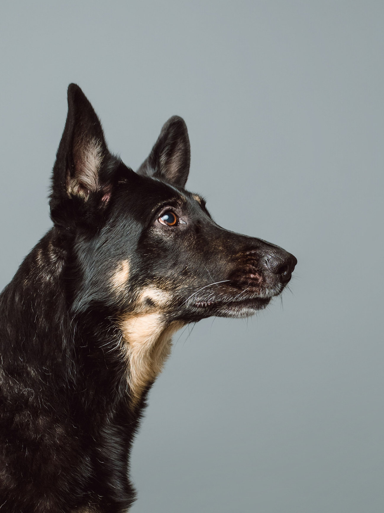 Found. | Dog Photography Book in Chester County PA BarkHop Studio